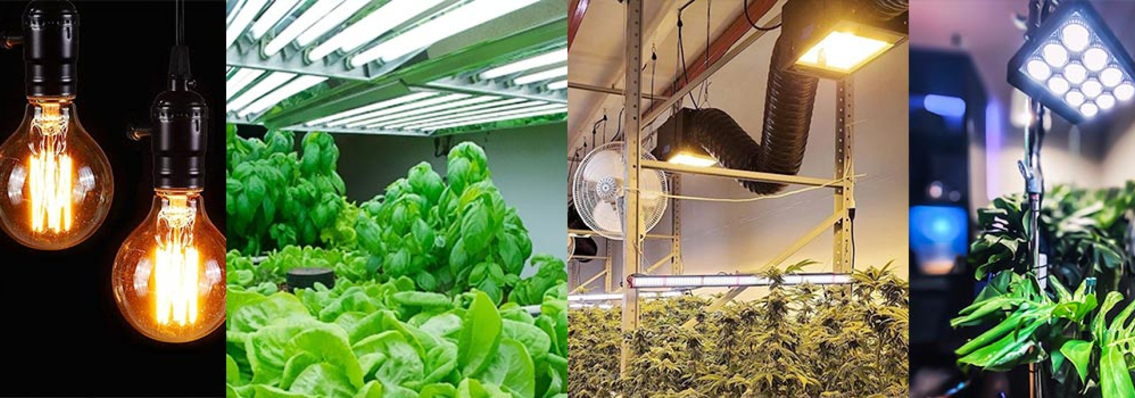 LED Lighting vs Traditional Grow Lights: Which Is Best for Your Crops ...