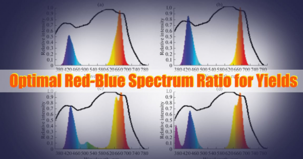 Full-Spectrum vs Red/Blue LEDs: Real-World Yield & Quality Comparison