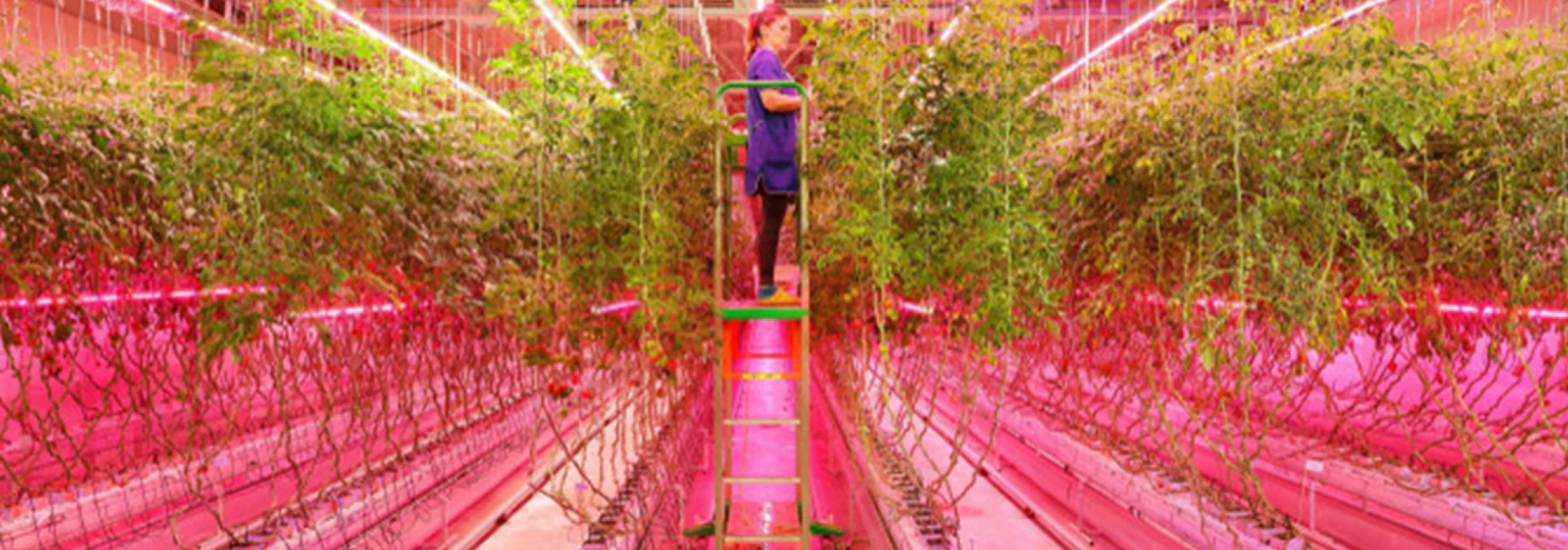 Unlocking Plant Potential: The Science Behind Dynamic LED Light Recipes