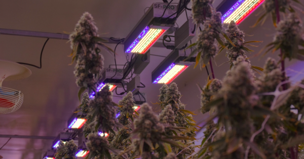 Customization & Spectrum Tuning for Crops | Tailored LED Grow Lighting