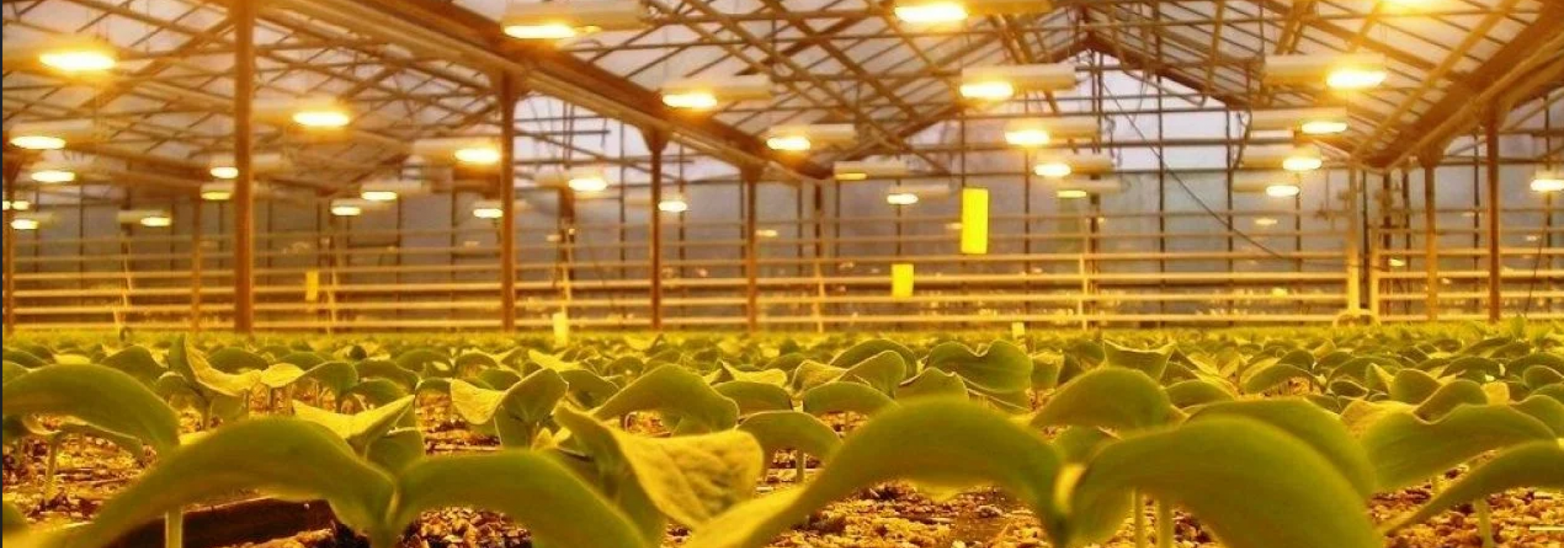 The Grow Light Showdown: Traditional vs. Modern Lighting in Greenhouse ...