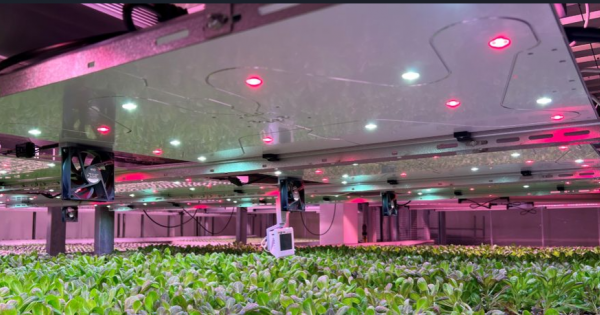 The Science Behind LED Lighting for Faster Plant Growth | Secret LED