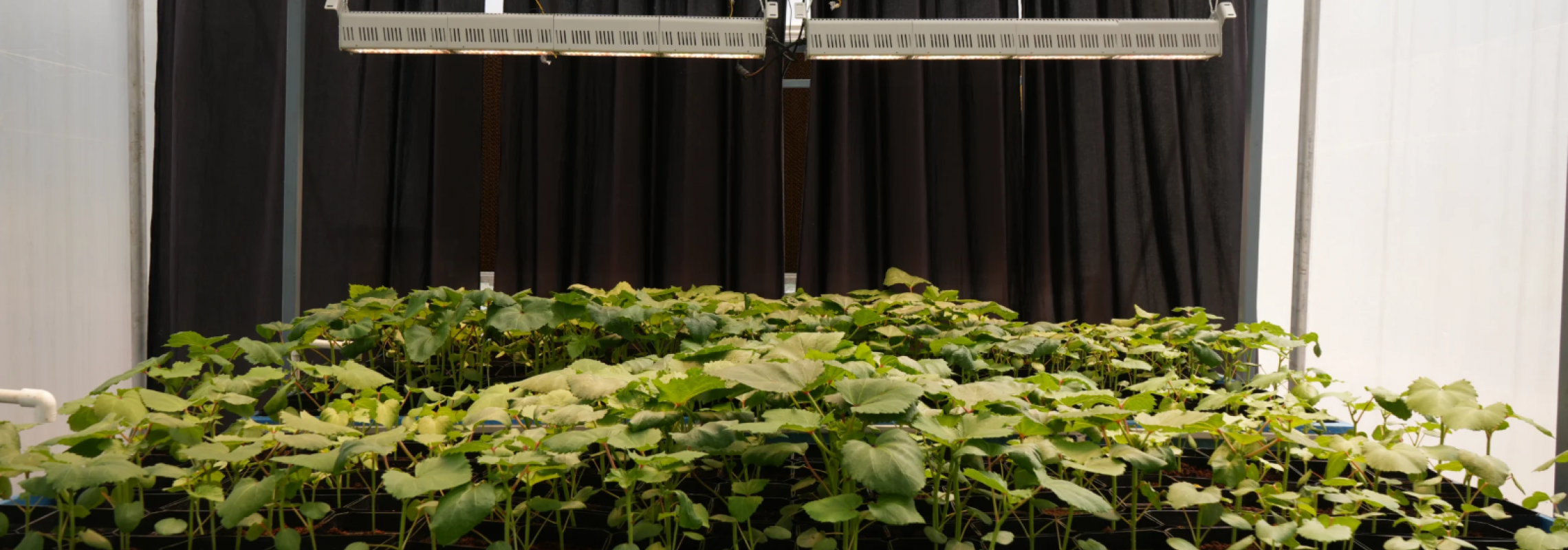 Next-Gen Spectra: How LED Customization Is Transforming Indoor Farming